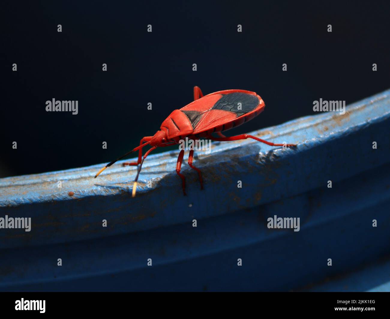 A macro of a firebug (Pyrrhocoris apterus) on a metal surface Stock ...
