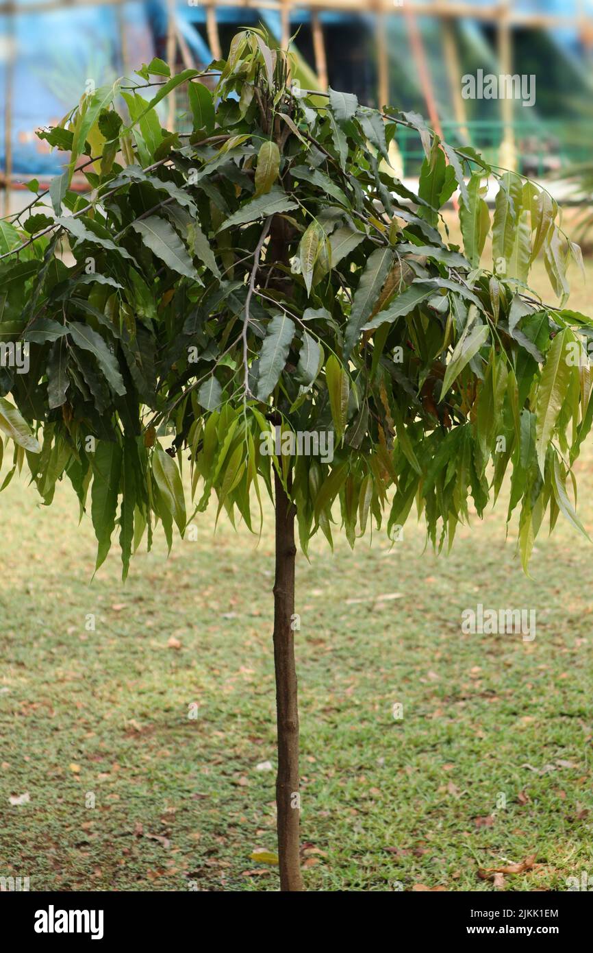 A vertical shot of Monoon longifolium tree Stock Photo - Alamy