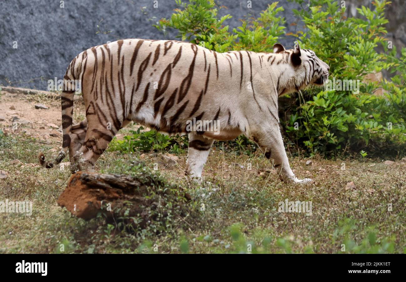 White tiger walking hi-res stock photography and images - Alamy