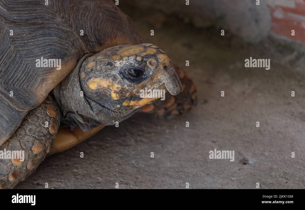 A closeup shot of a red-footed tortoise on the ground of its enclosure ...
