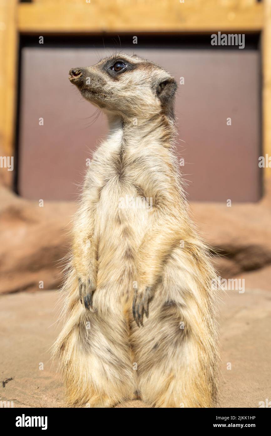 a vertical shot of standing meerkat Stock Photo - Alamy