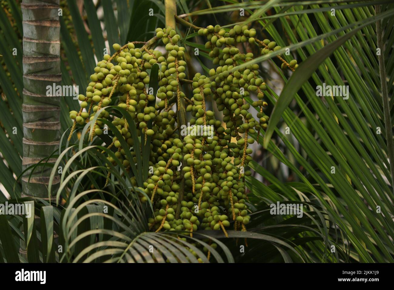 Tropical palm fruit seeds hi-res stock photography and images - Alamy