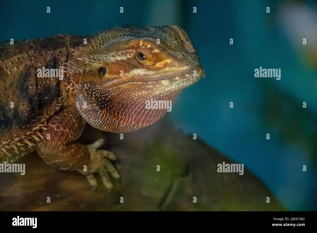 Dragon standing hi-res stock photography and images - Alamy