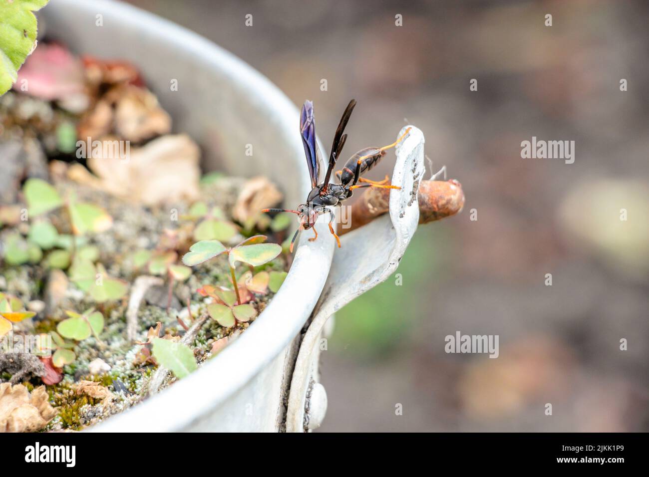 A shallow focus of Hornets insect on a plant Stock Photo - Alamy