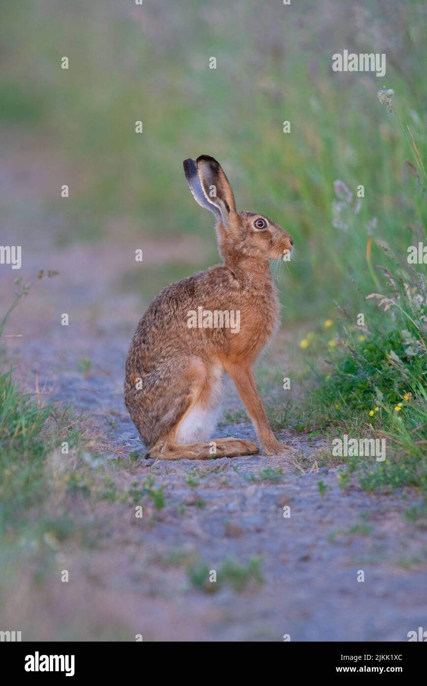 A vertical closeup shot of a brown rabbit in a field Stock Photo - Alamy