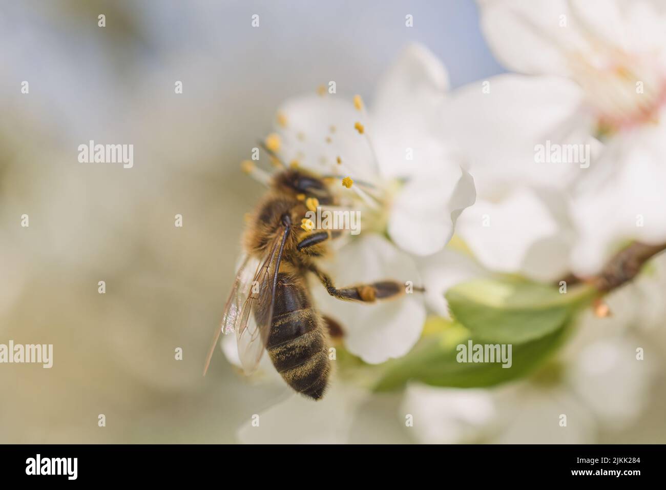Insect pollinating plant hi-res stock photography and images - Alamy