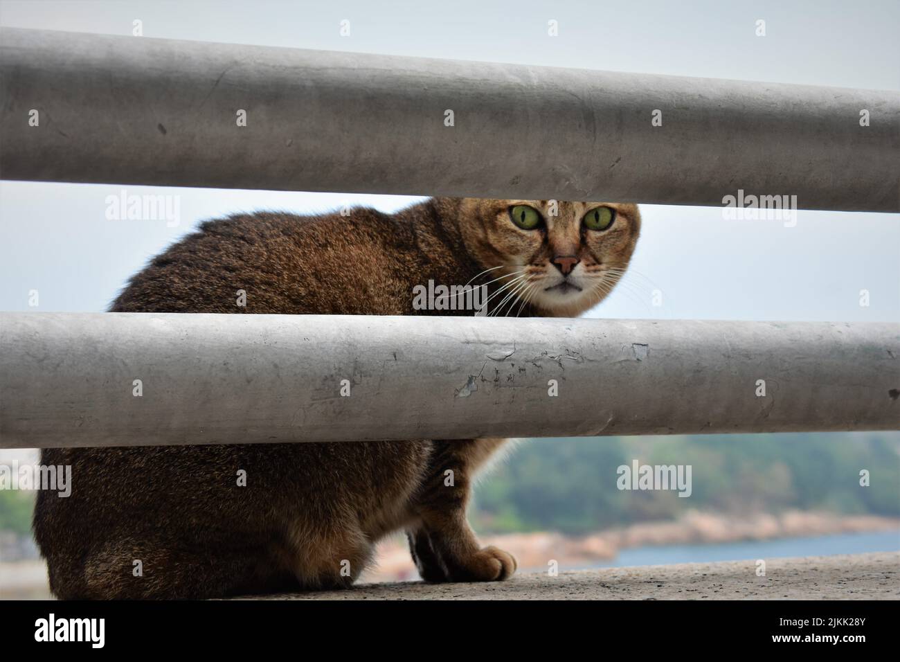 A closeup portrait of a cat sitting on a stone post outdoors, looking ...