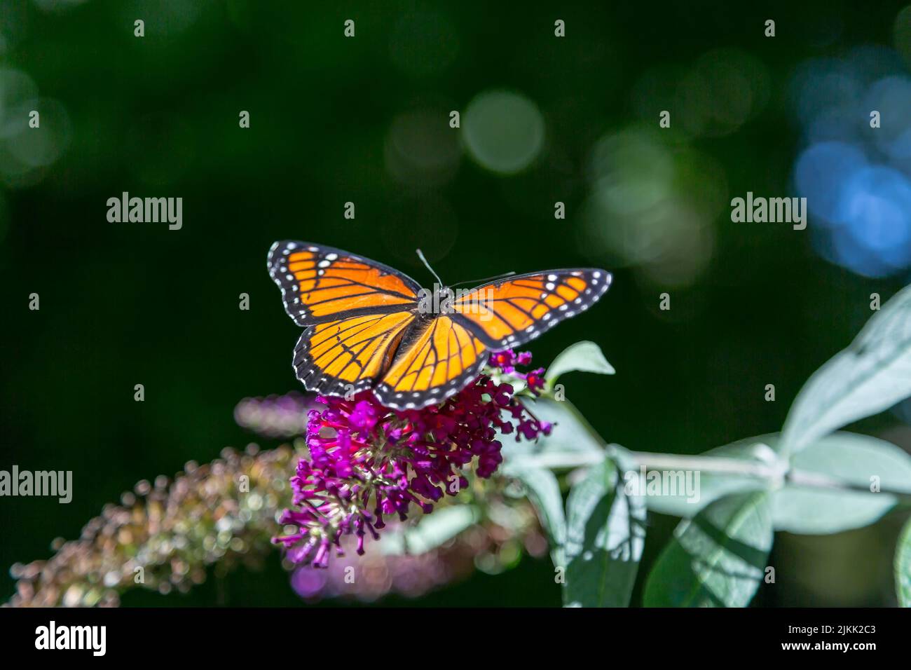 Closeup shot monarch butterfly hi-res stock photography and images - Alamy