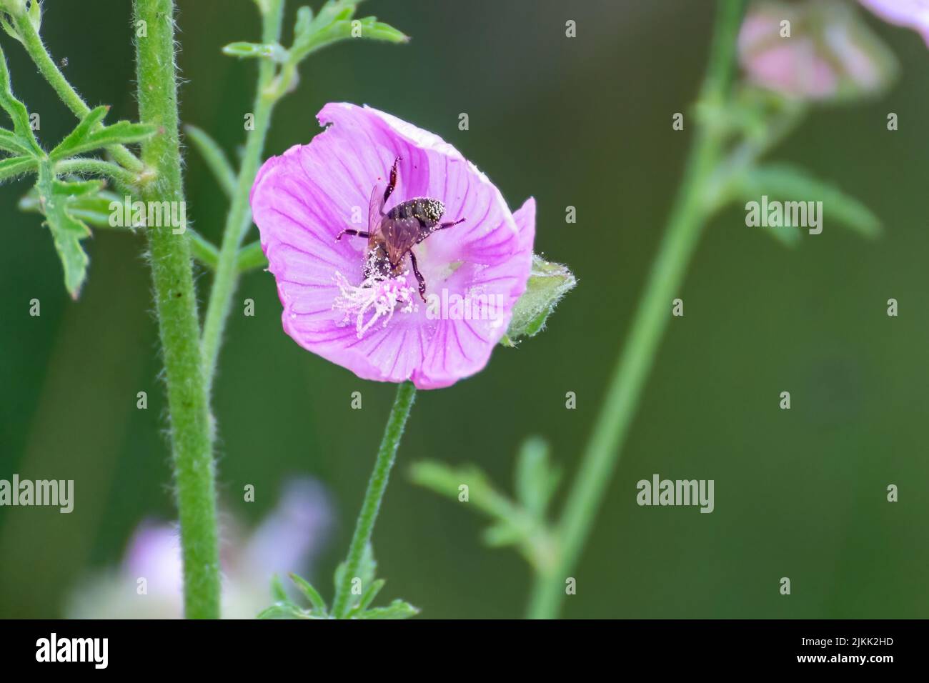 Insect pollinating plant hi-res stock photography and images - Alamy