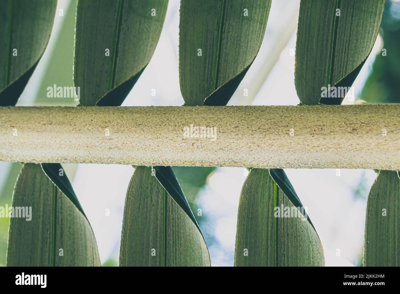 Texture and pattern of a palm tree hi-res stock photography and images ...