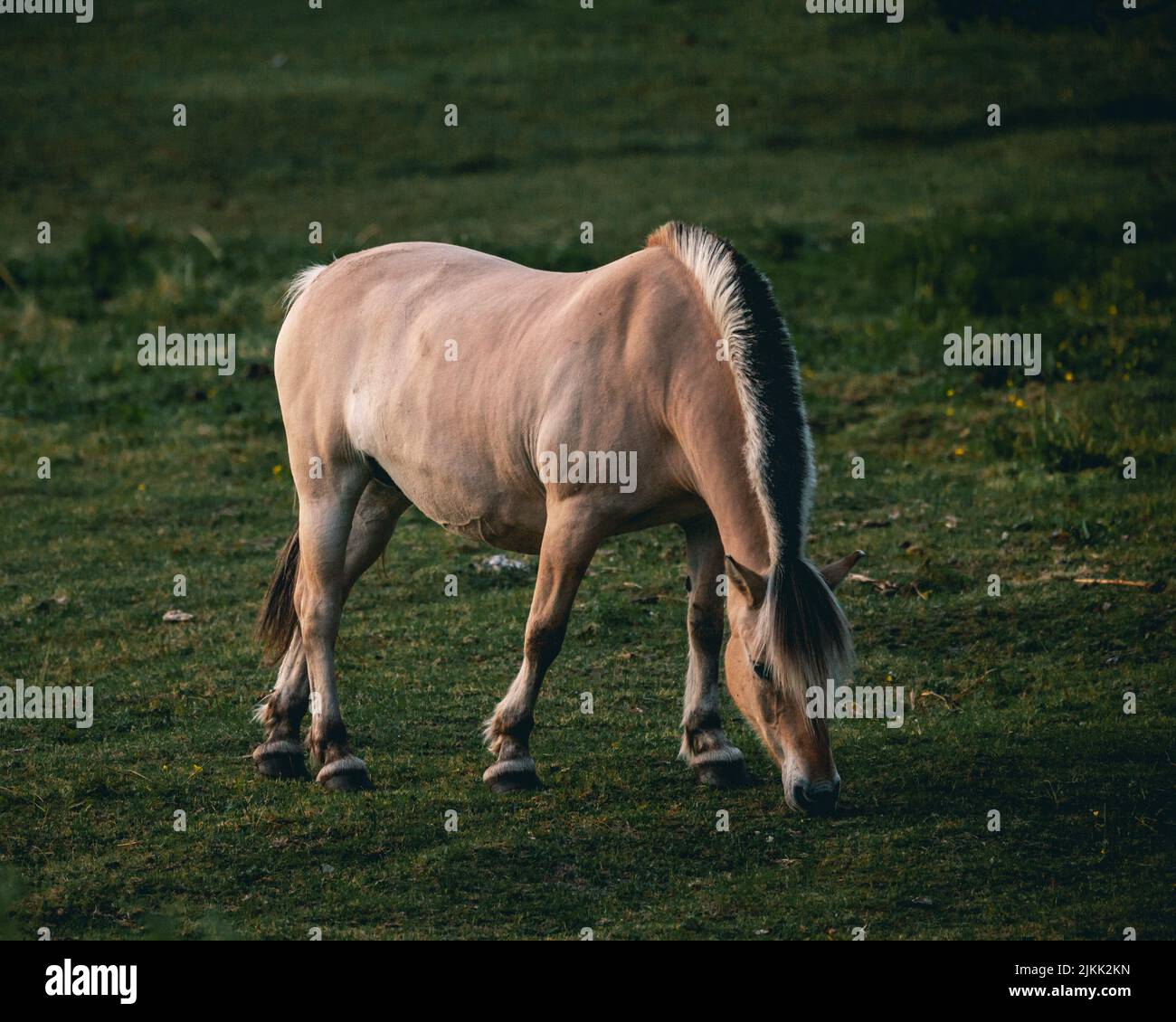 Fjord horse hi-res stock photography and images - Alamy