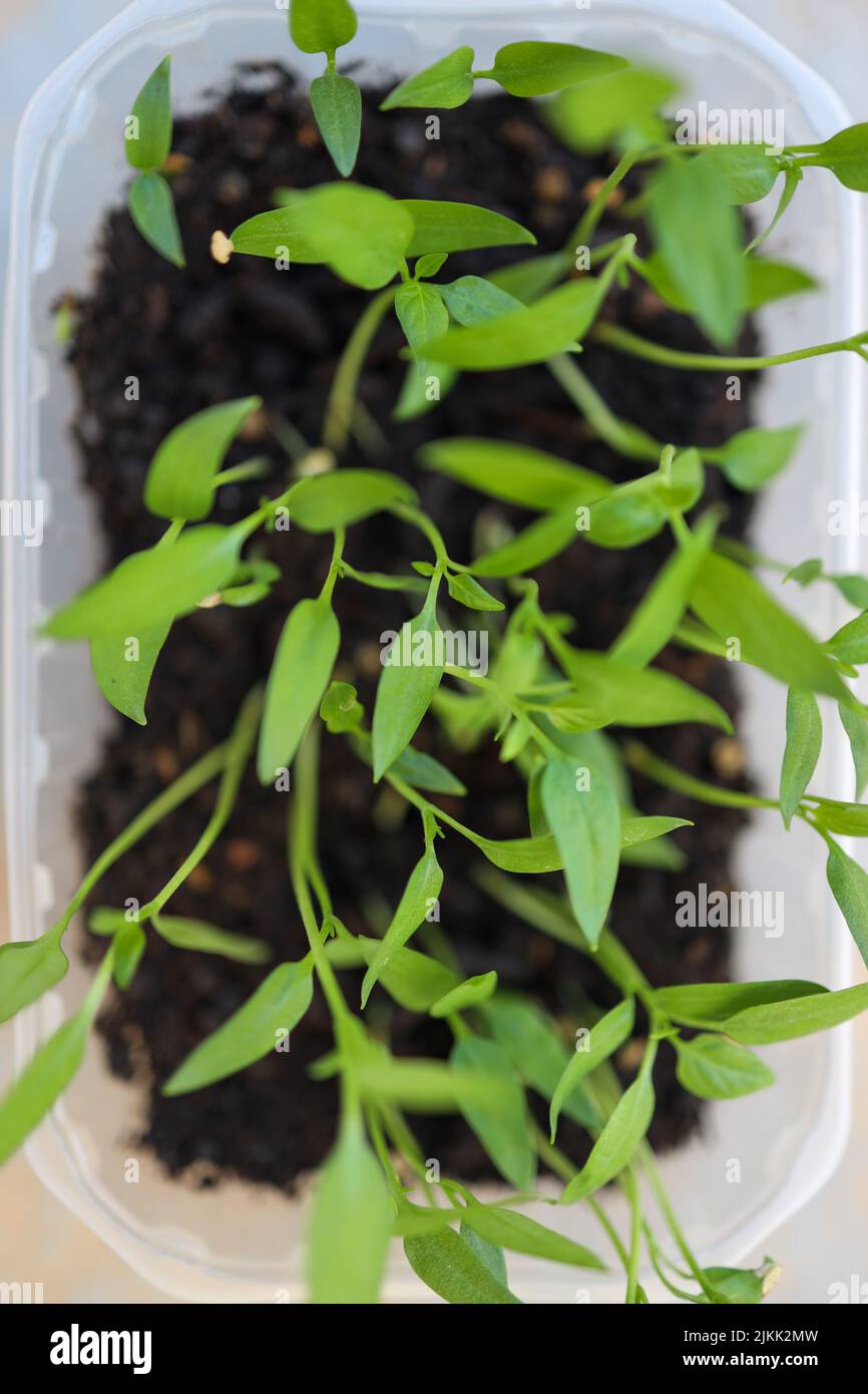A top view of green plants in white pot in bright light Stock Photo - Alamy