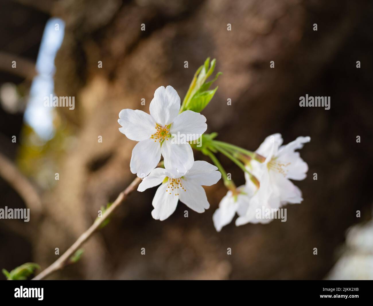 Pink and white cherry blossoms with yellow pollen in the center, green ...