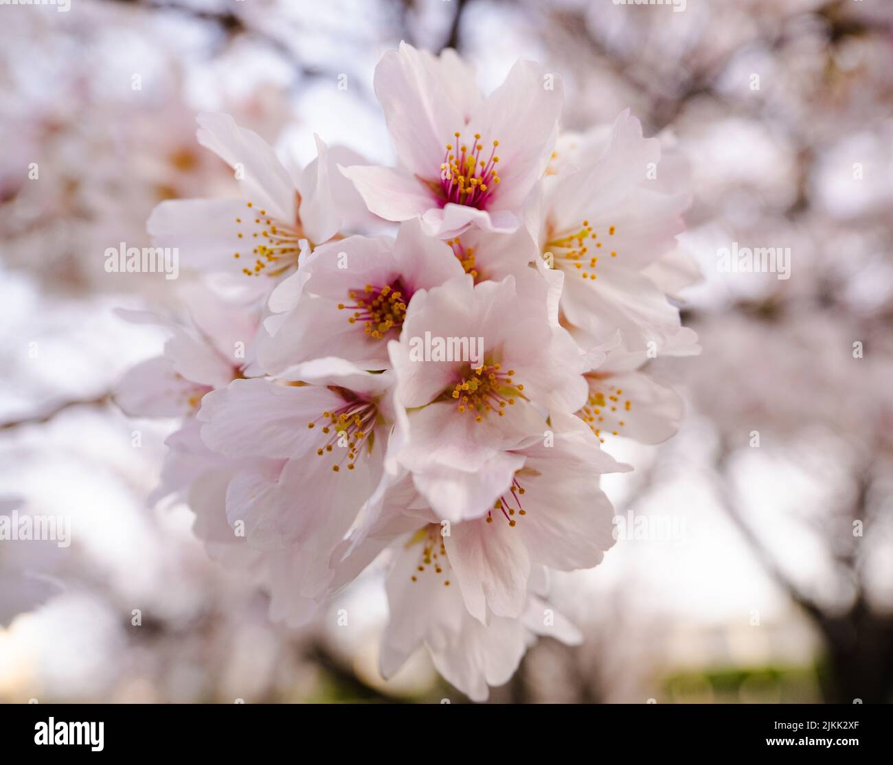 Pink and white cherry blossoms with yellow pollen in the center, green ...