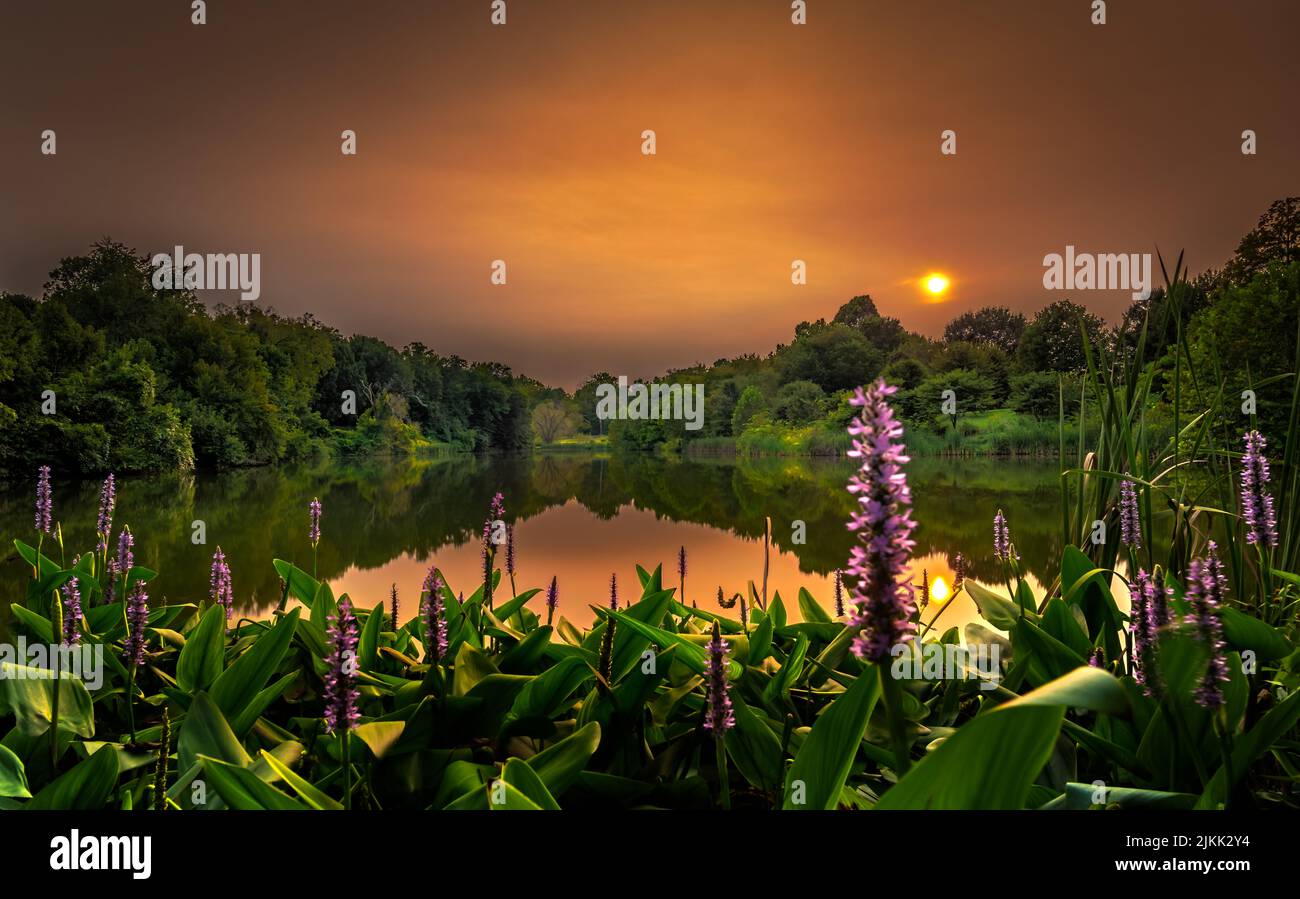 The nature by the Cherokee Lake at sunset Stock Photo - Alamy