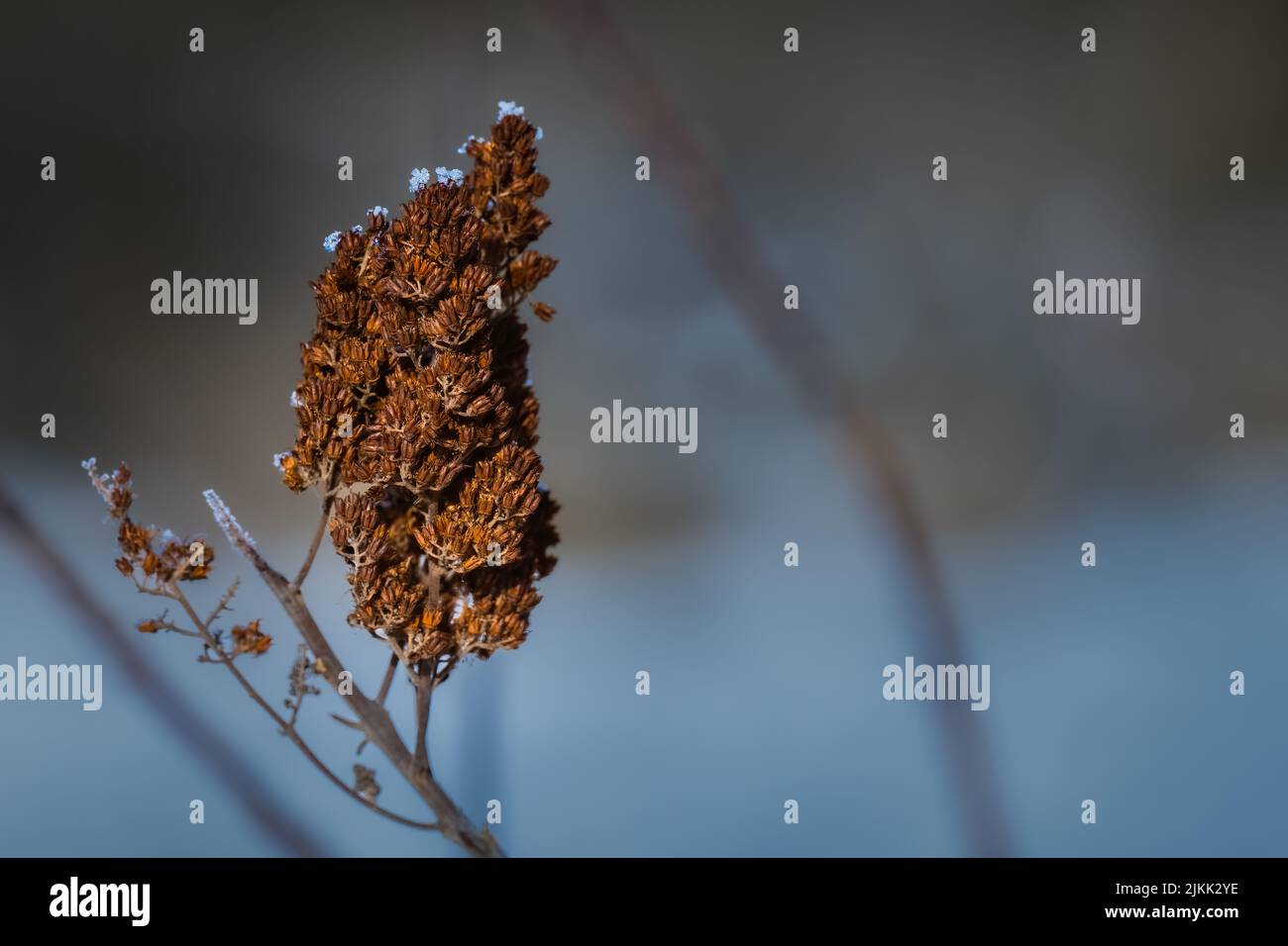 A shallow focus shot DORMANT BROWN BUTTERFLY BUSH WITH ICE CRYSTALS ON ...