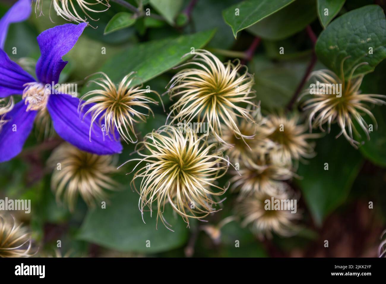 A closeup shot of blossom Old Man's Beard flowers with Solitary virgin ...