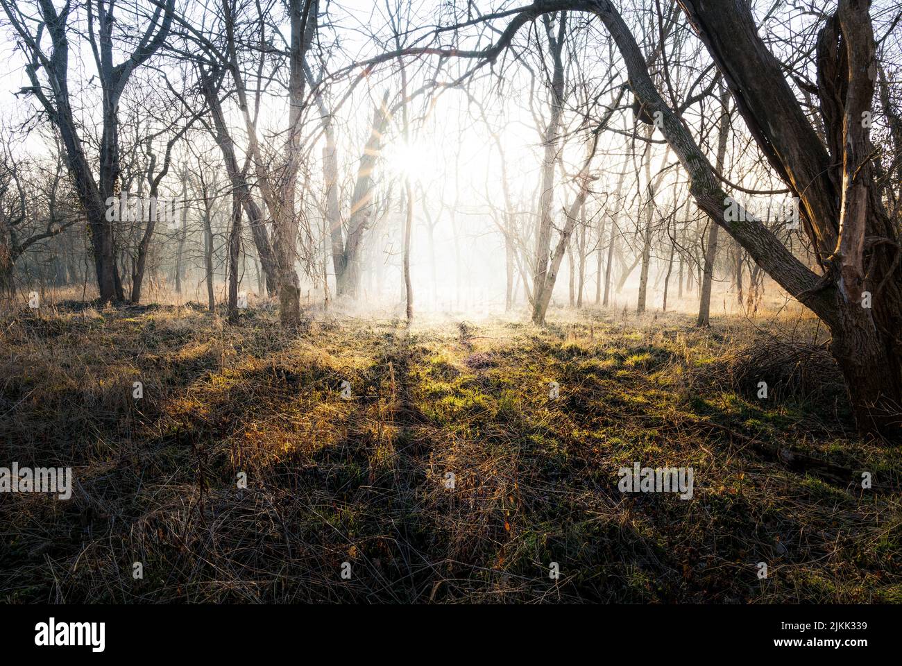A scenic sunrise over the swamp in a forest Stock Photo - Alamy