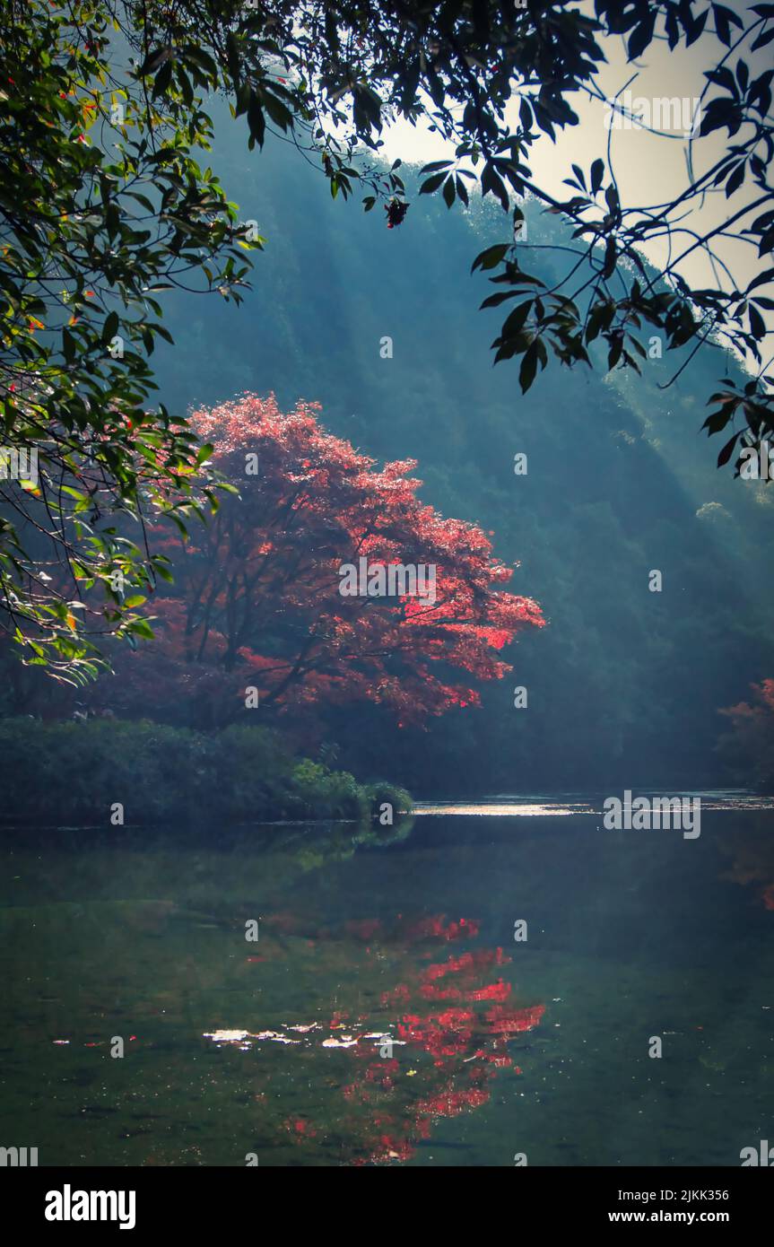 A vertical shot of green tree leaves with red tree and reflection in ...