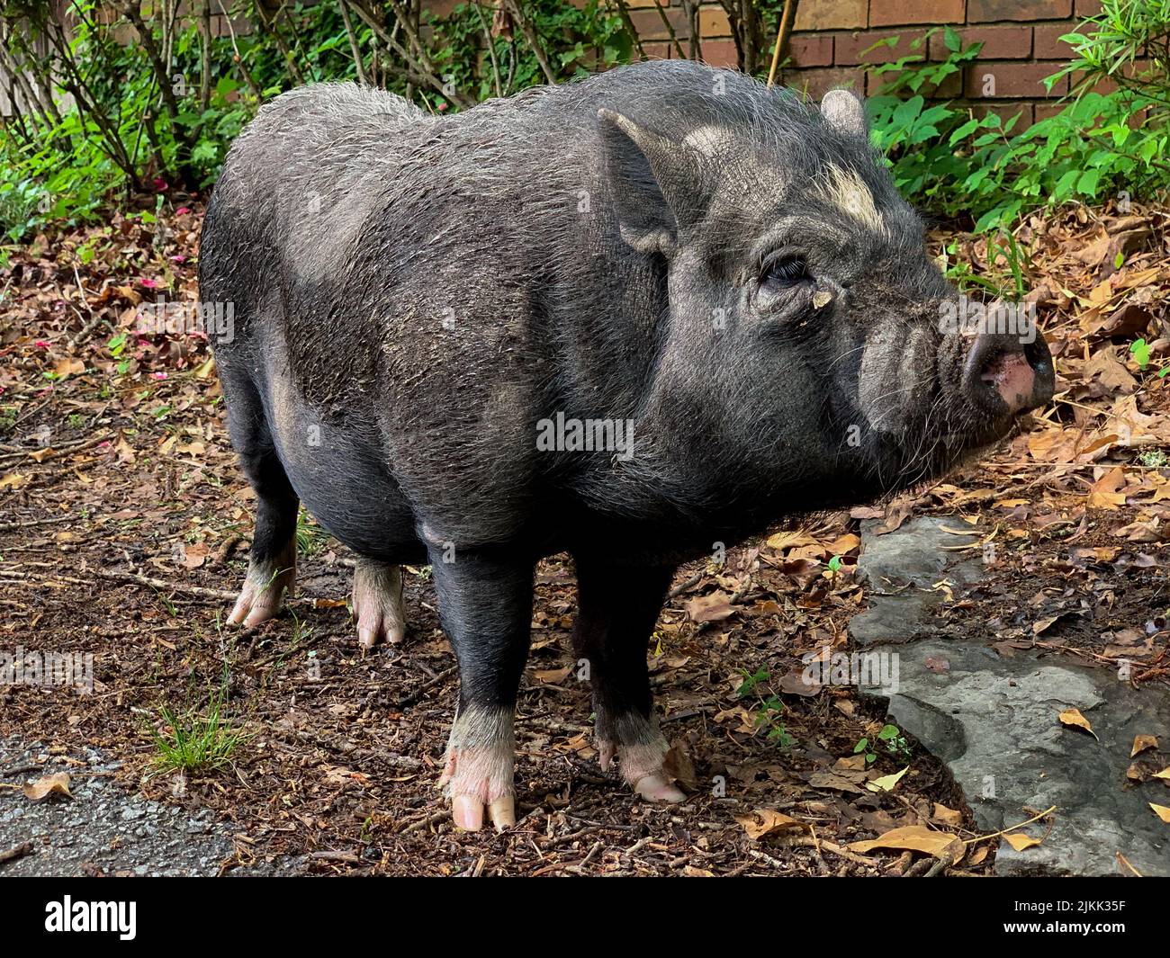 Vietnamese animal life hi-res stock photography and images - Alamy