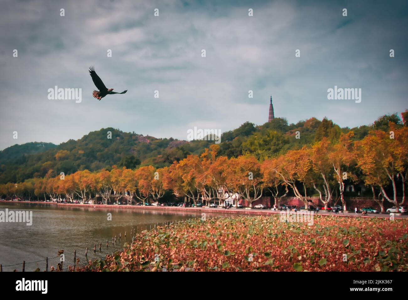 A wild falcon flying over a lake with flowers and trees of autumn with ...