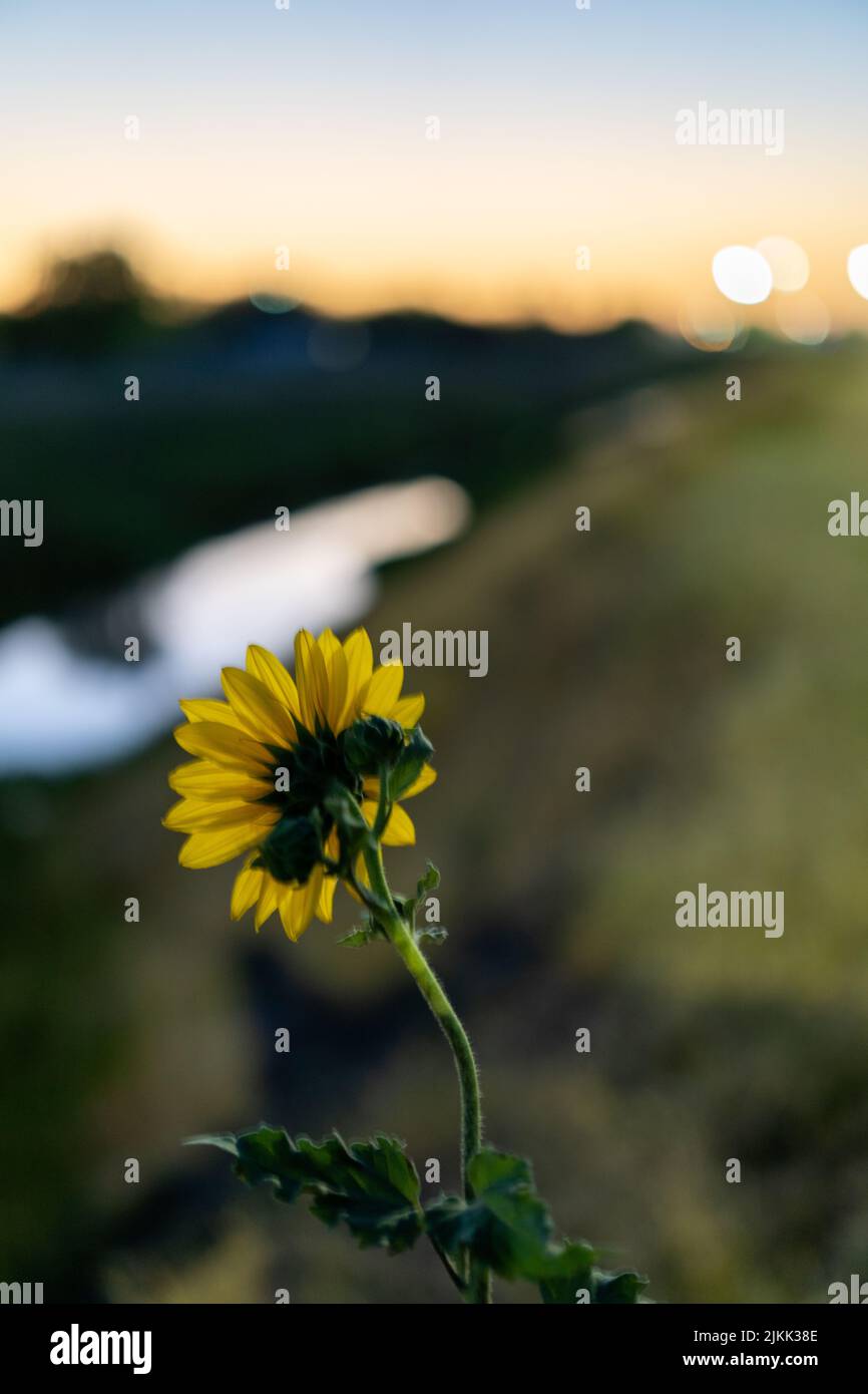 A shallow focus of a Common sunflower on the ground with blurred blue ...