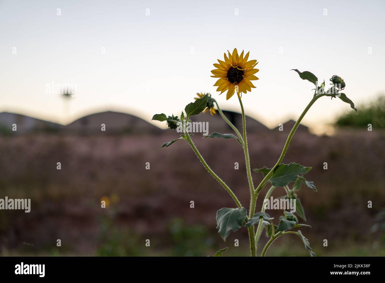 A shallow focus of a Common sunflower on the ground with blurred blue ...