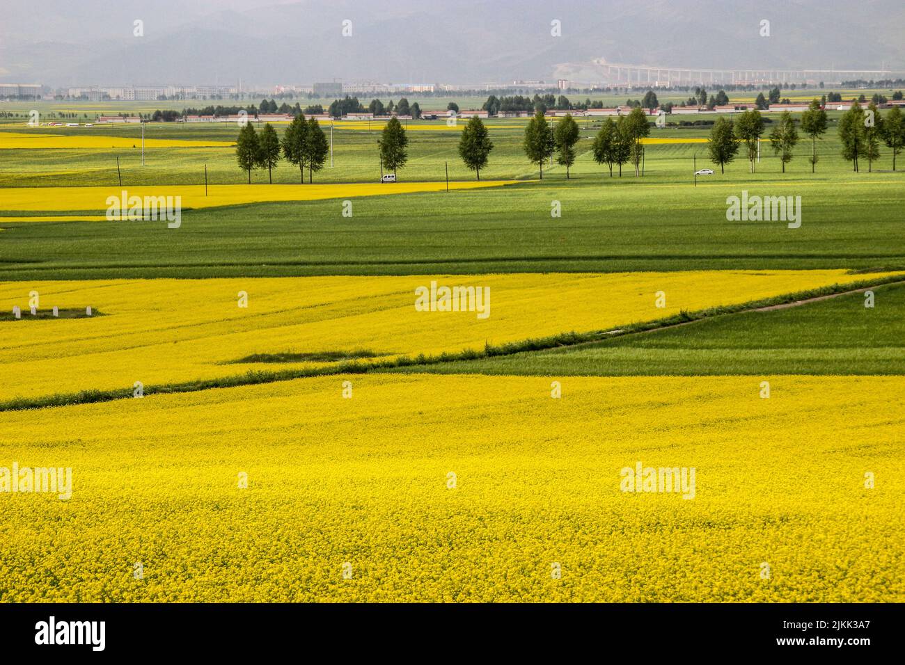 A beautiful scene of large green fields with trees of Menyuan County ...