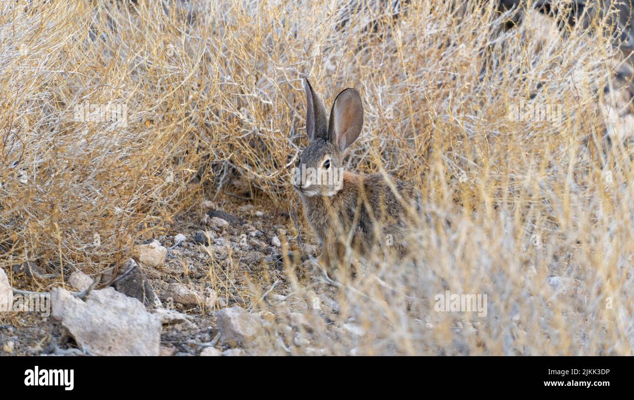 A small rabbit sitting between the yellow herbs in a farm Stock Photo ...