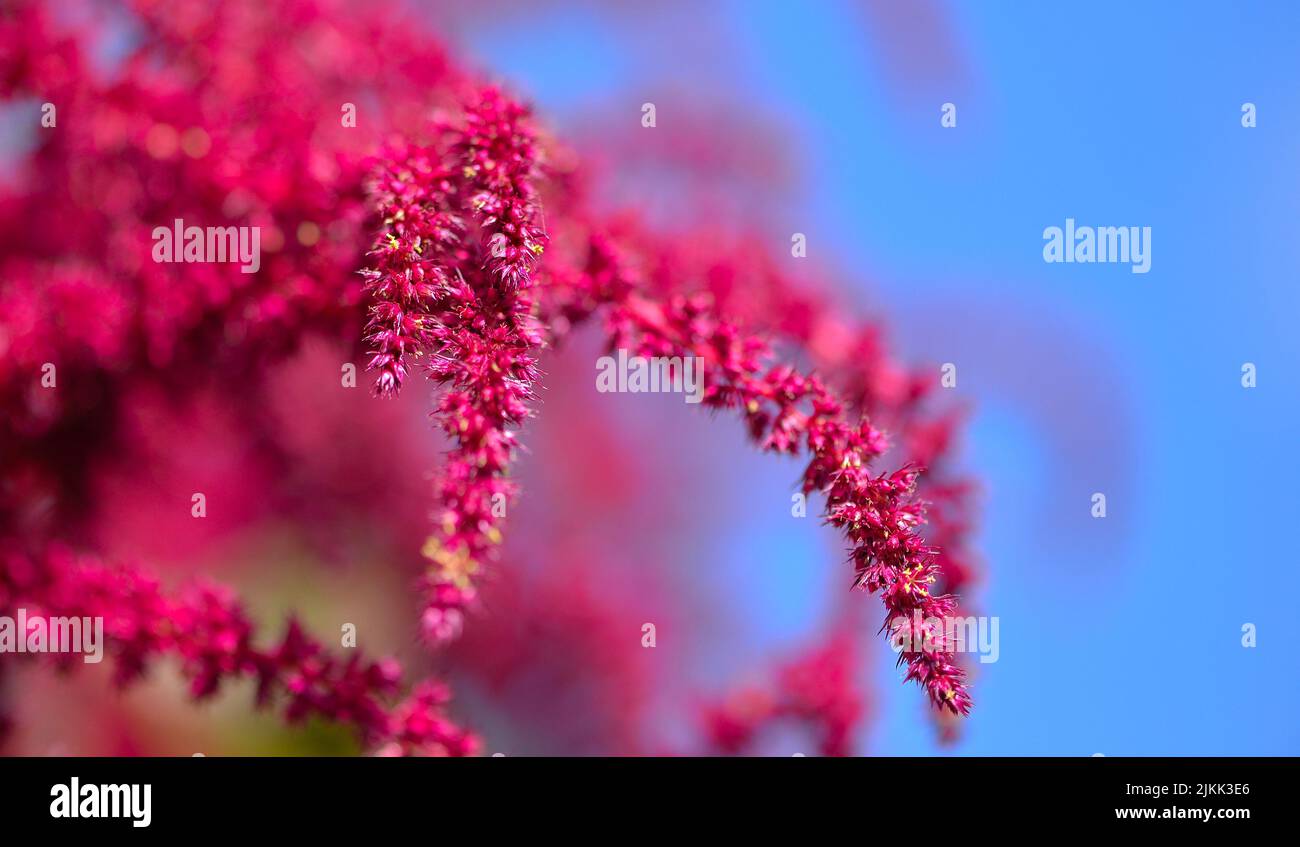 A closeup of beautiful pink amaranth flowers in a garden Stock Photo ...