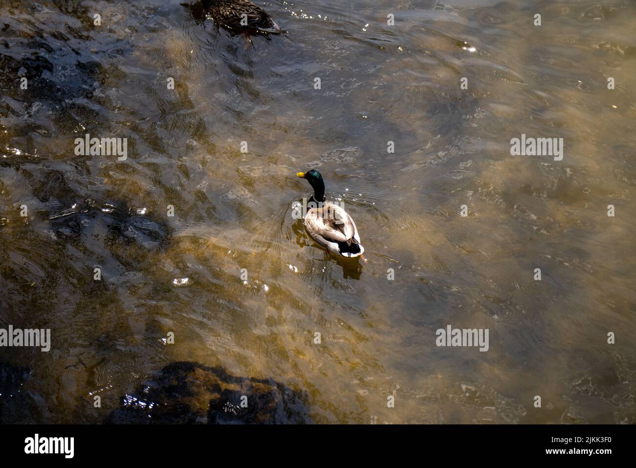 A top view of a small colorful duck swimming in the river Stock Photo ...
