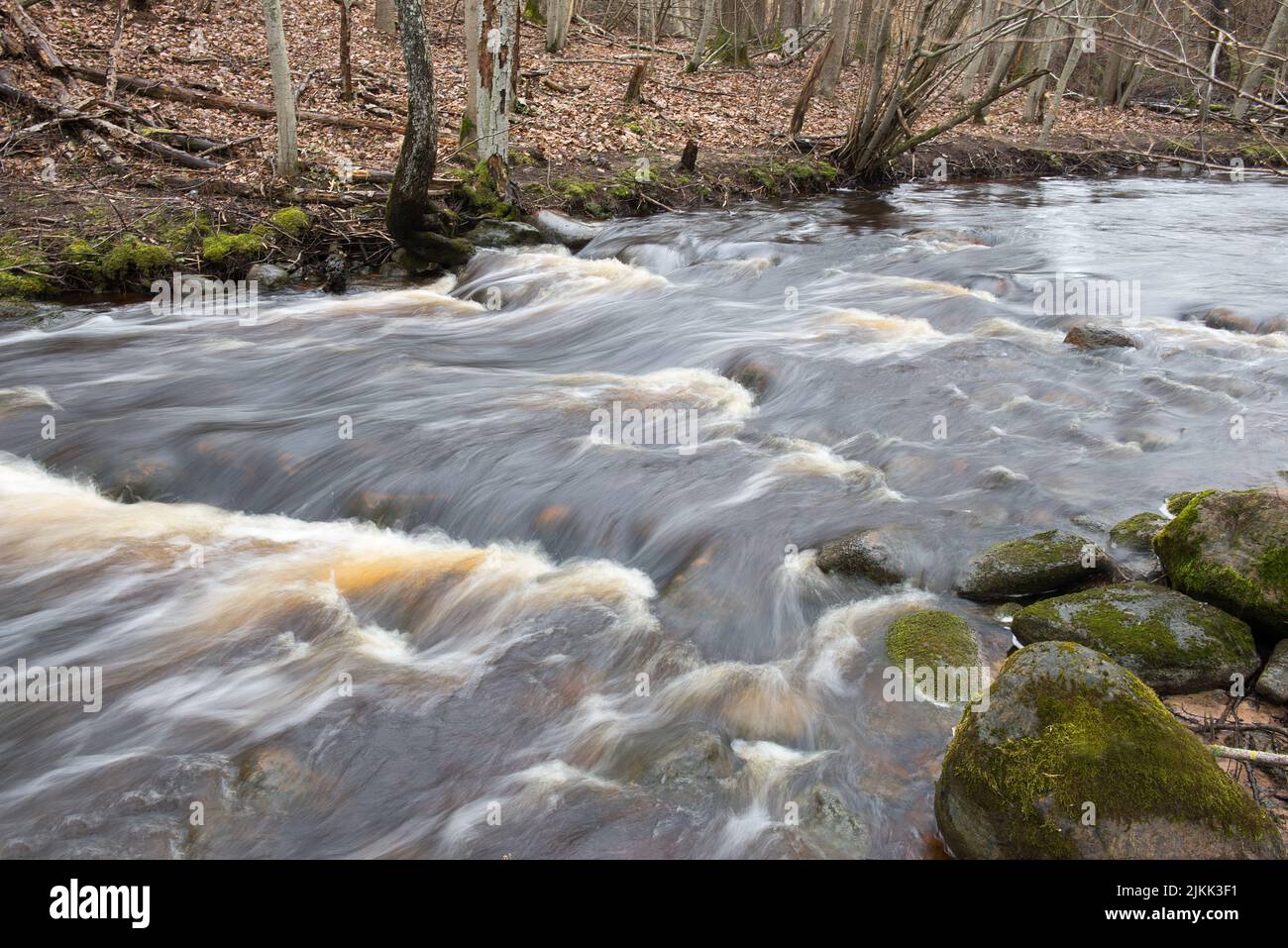 A beautiful view of a Salaca river flows over stones through the woods ...