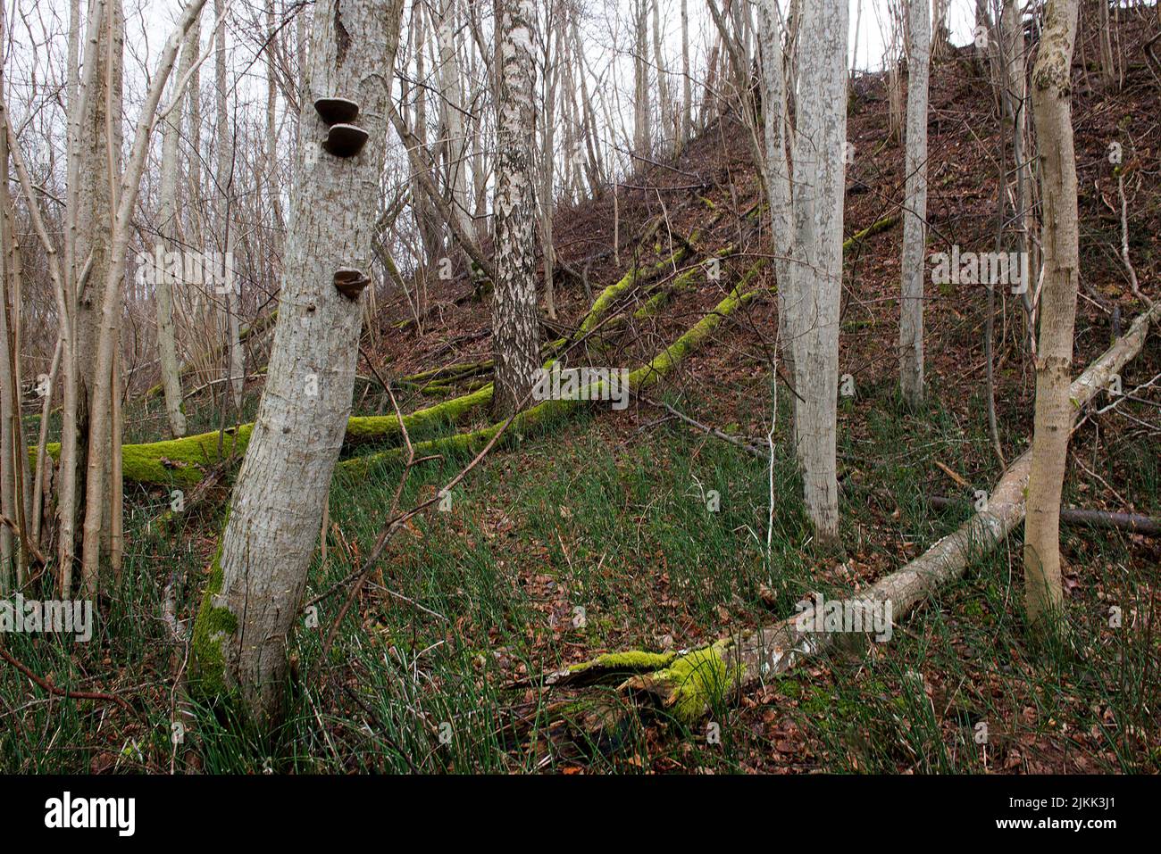 Soil trees hi-res stock photography and images - Alamy