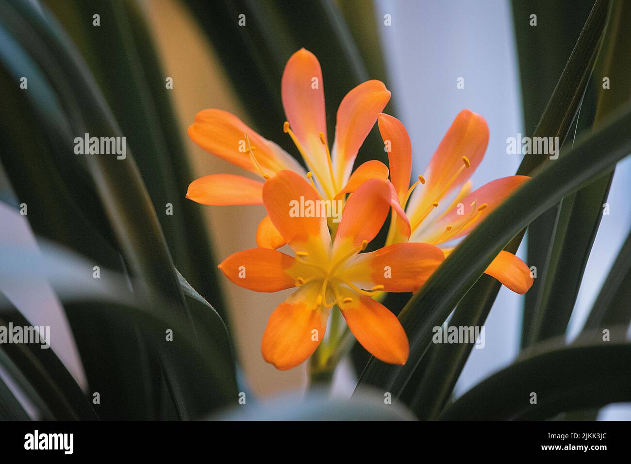 A closeup of beautiful orange lily flowers in a garden Stock Photo - Alamy