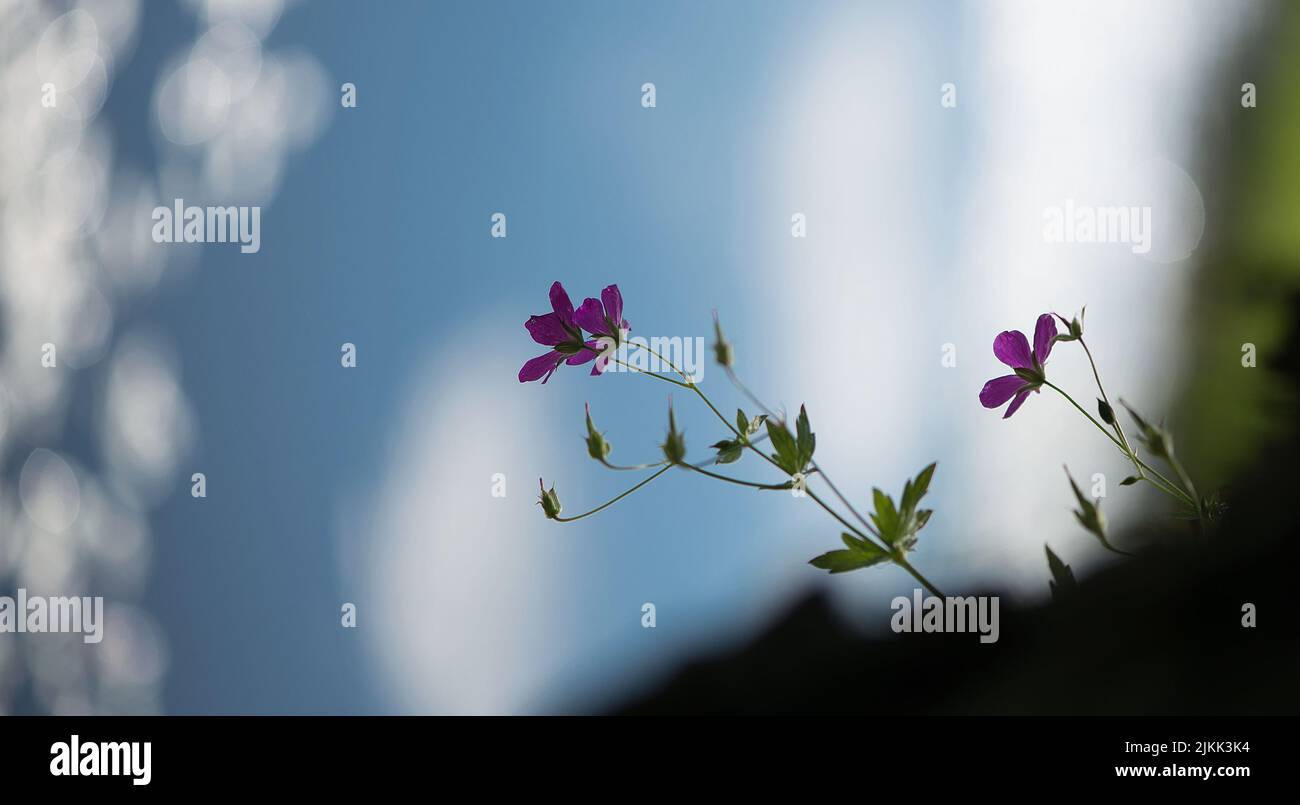 Beautiful cosmos hi-res stock photography and images - Alamy