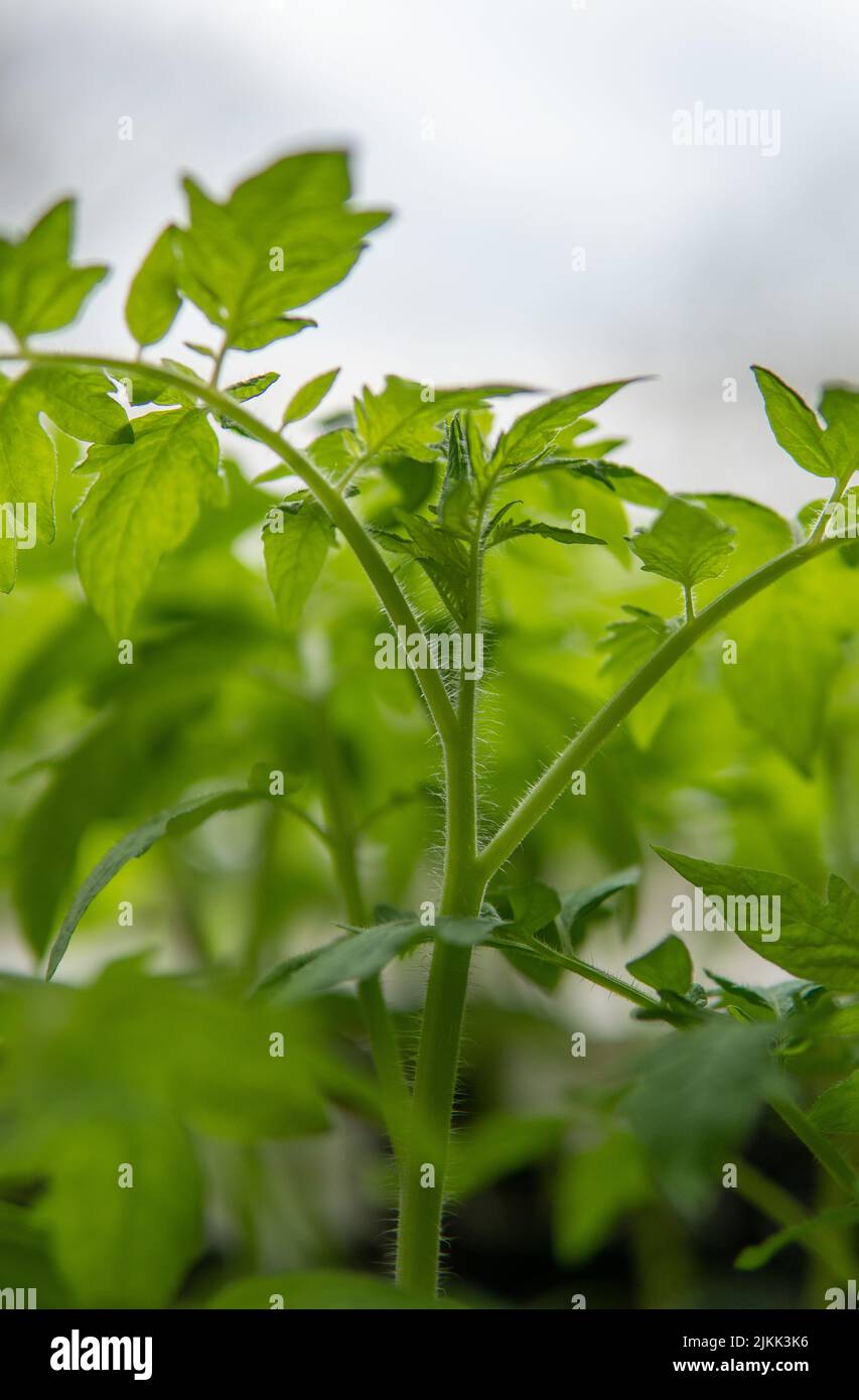 A vertical closeup of green plant seedlings in a garden Stock Photo - Alamy