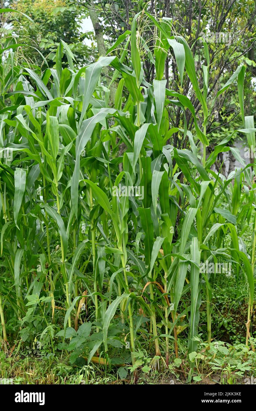 closeup the bunch young green ripe corncob plant growing in the farm ...