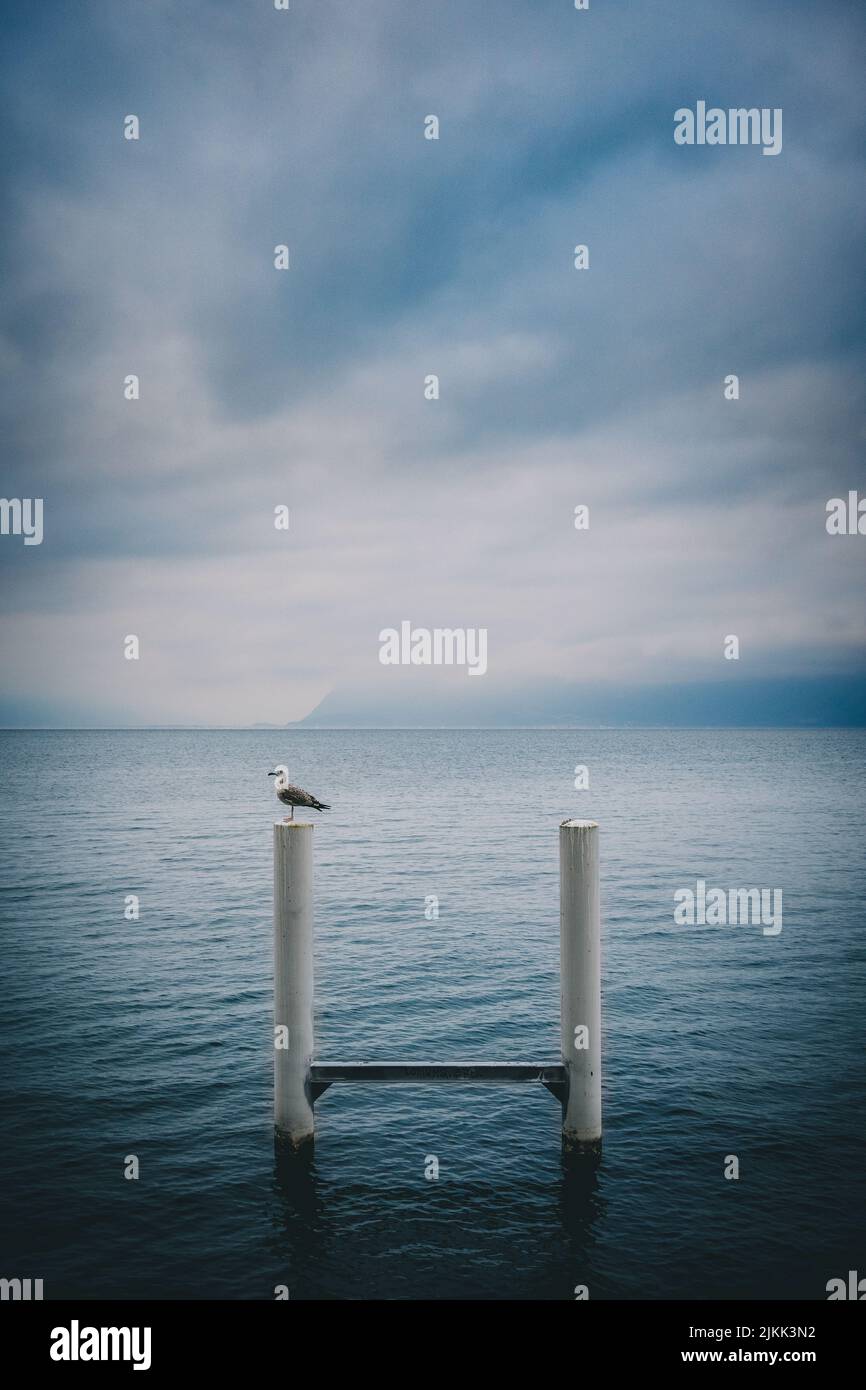A vertical photo of a bird on poles in Lake Geneva in Lausanne city on ...