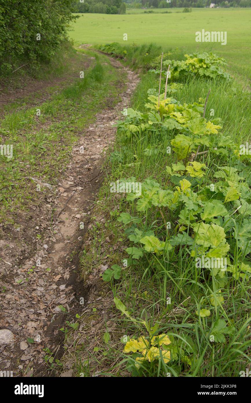 A vertical shot of hogweed, a poisonous plant, in a rural landscape ...