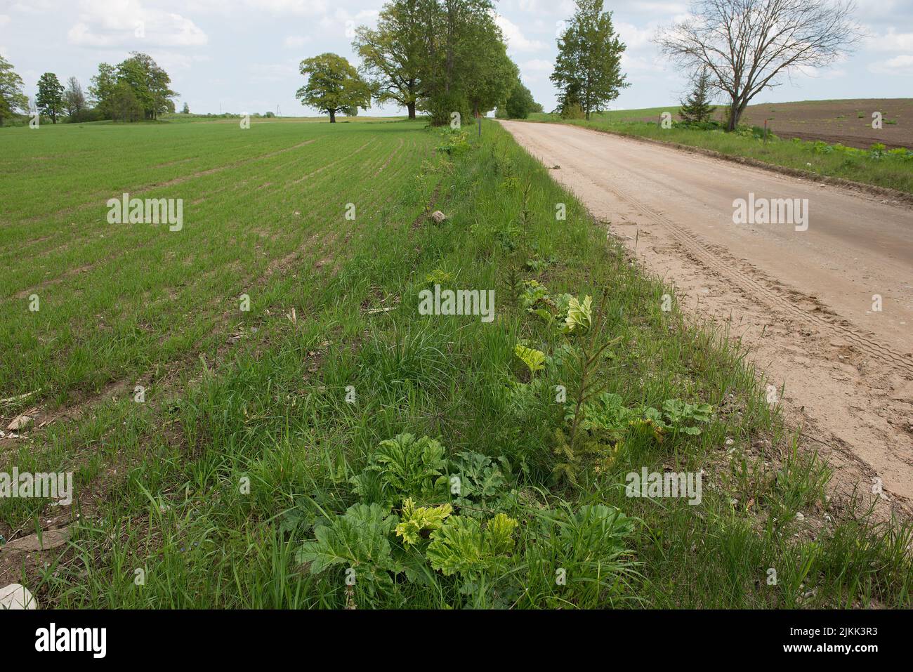 A photo of hogweed, a poisonous plant, in a rural landscape Stock Photo ...