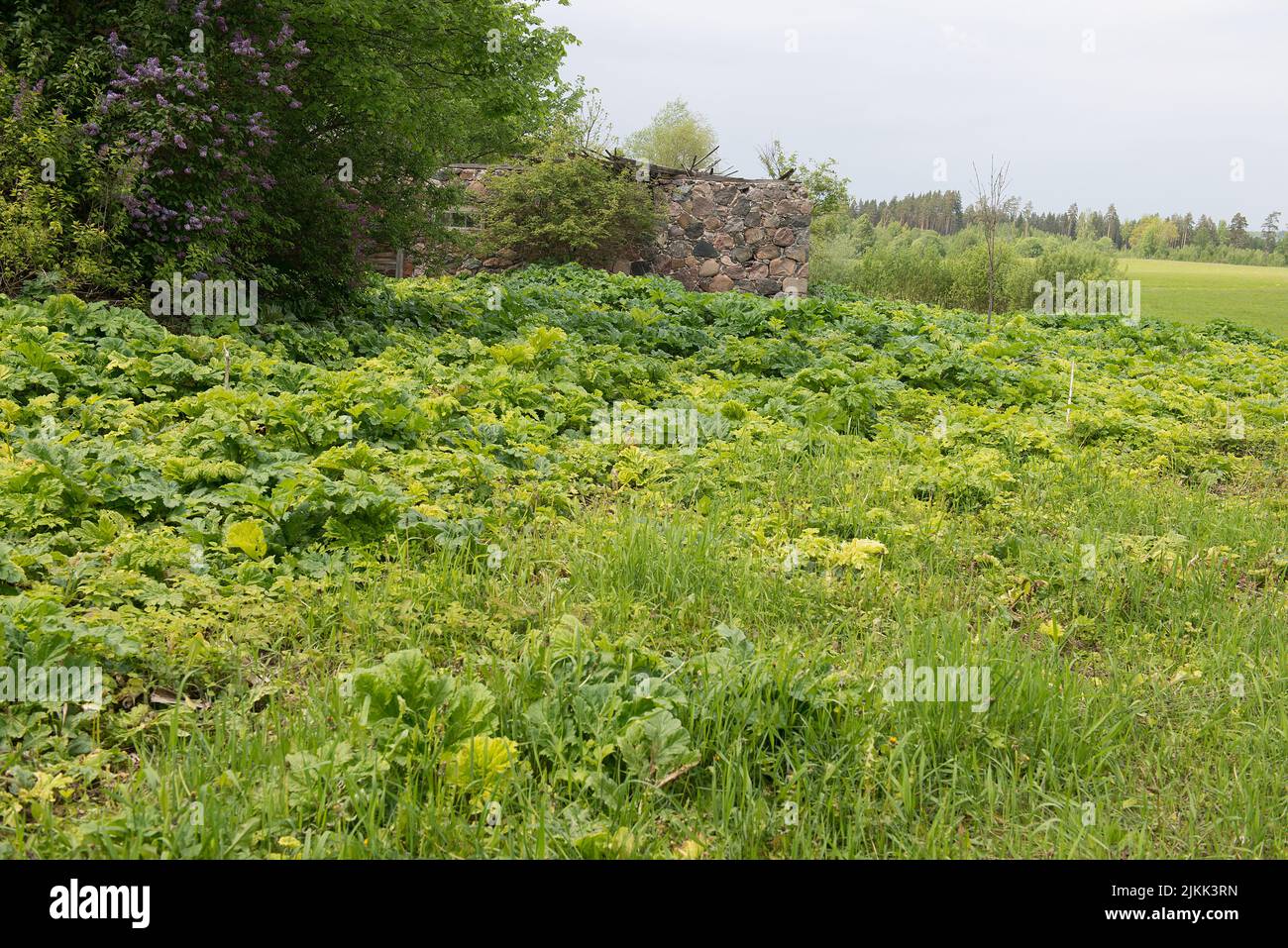 A photo of hogweed, a poisonous plant, in a rural landscape Stock Photo ...