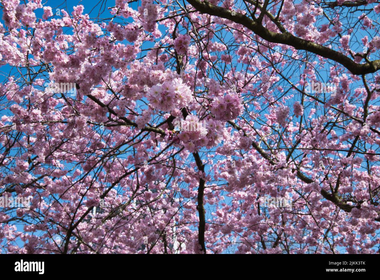 A photo of spring flowering tree Stock Photo - Alamy