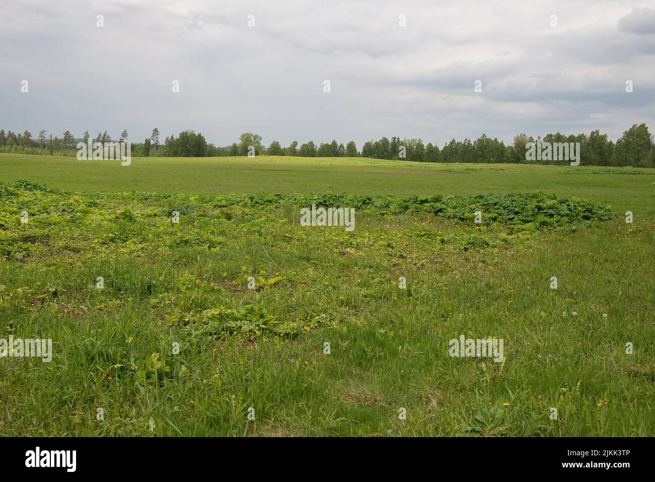 A photo of hogweed, a poisonous plant, in a rural landscape Stock Photo ...