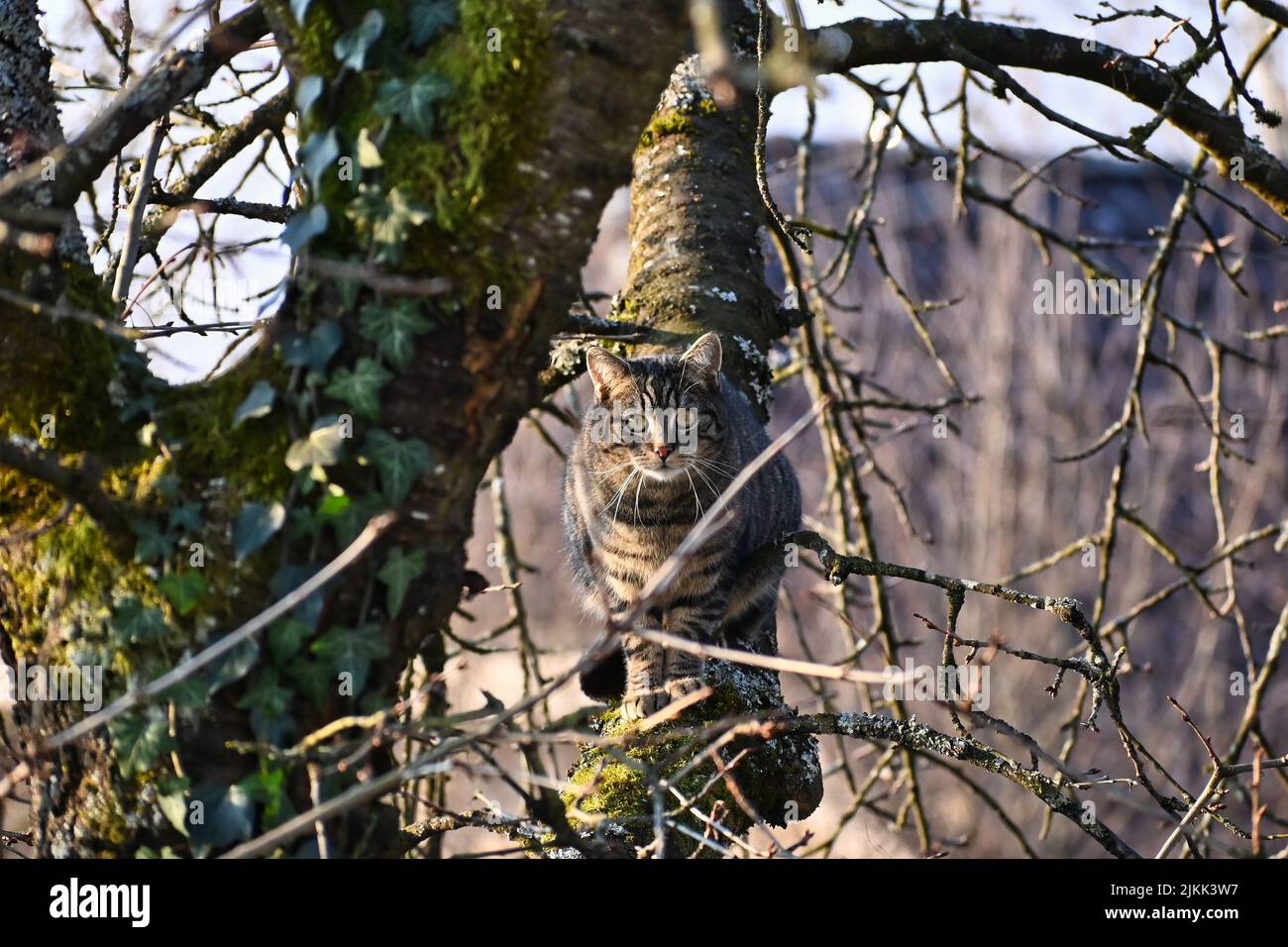 A photo of a cute grey feral cat in a tree Stock Photo - Alamy