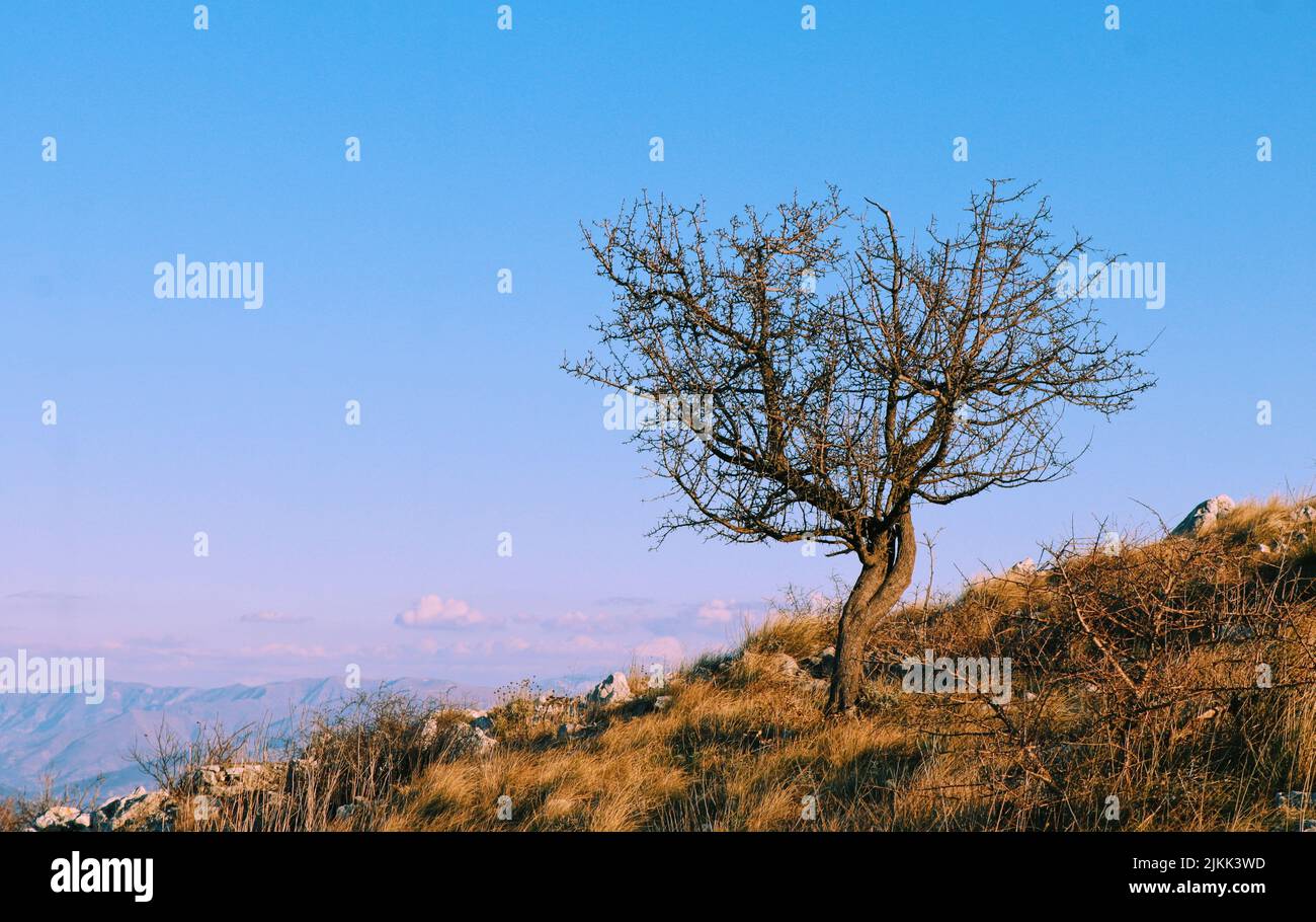 A small leafless tree growing over natural cliff with beautiful sky ...