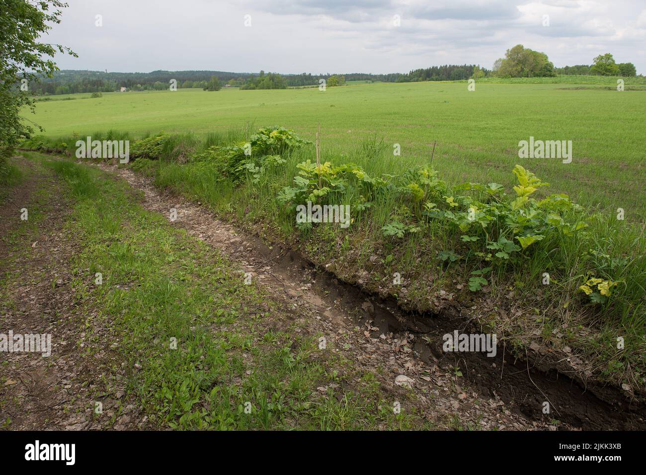 A photo of hogweed, a poisonous plant, in a rural landscape Stock Photo ...