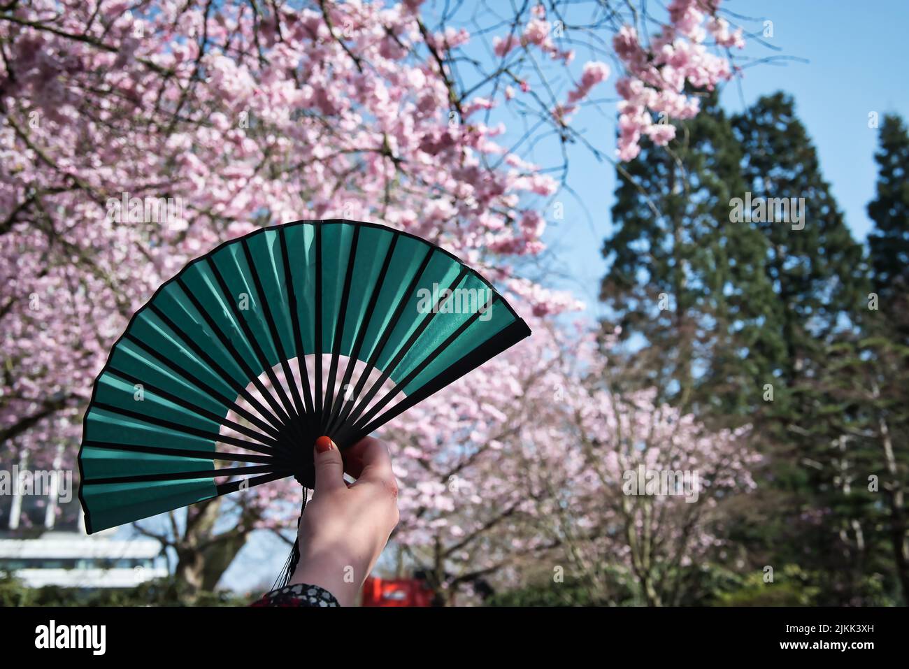 A photo of a woman's hand holding a fan with spring flowering trees in ...