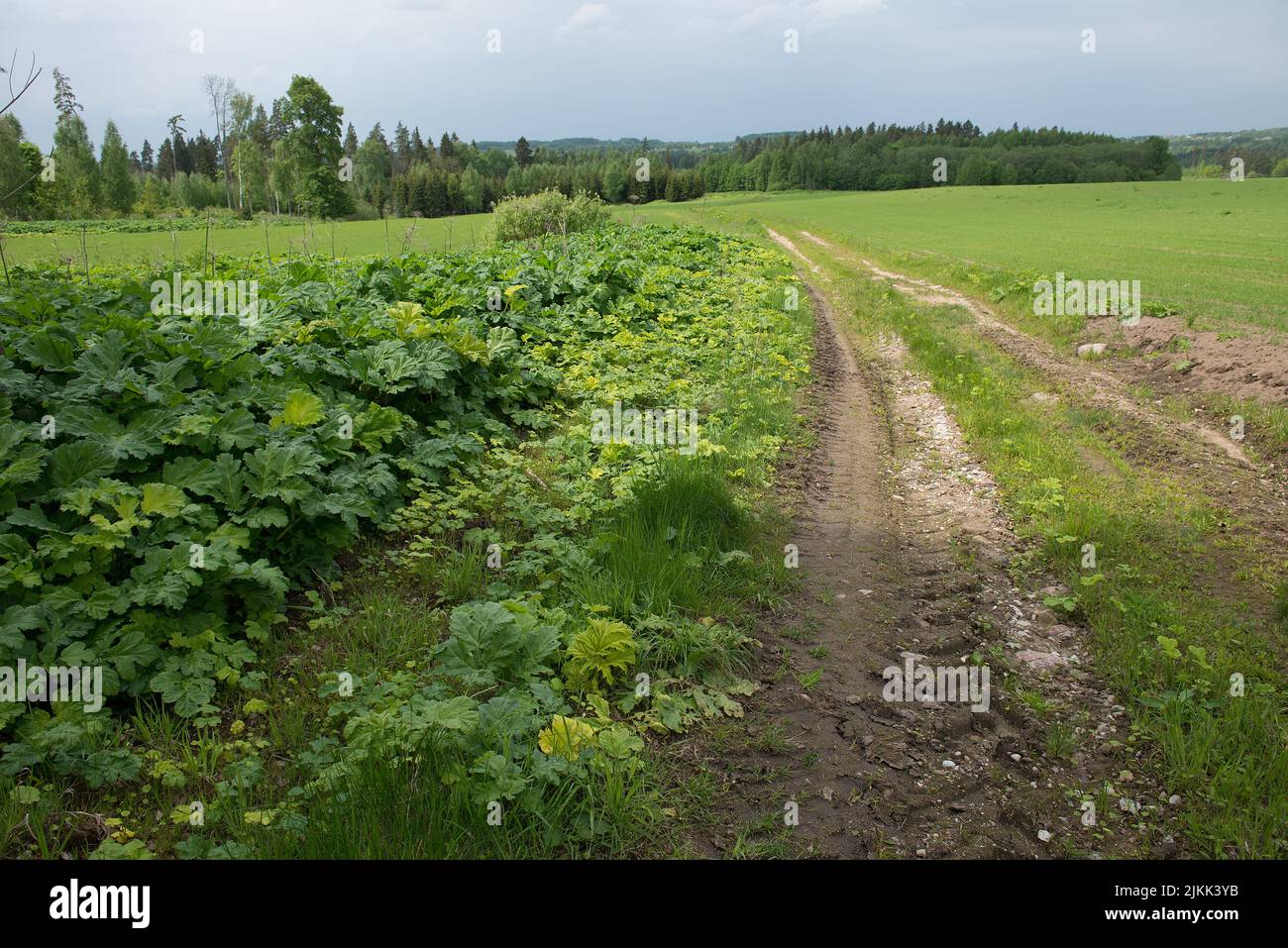 A photo of hogweed, a poisonous plant, in a rural landscape Stock Photo ...