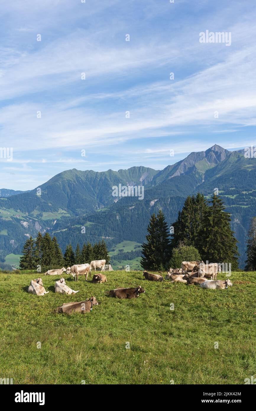 A vertical photo of a natural landscape in Falera, a municipality in ...
