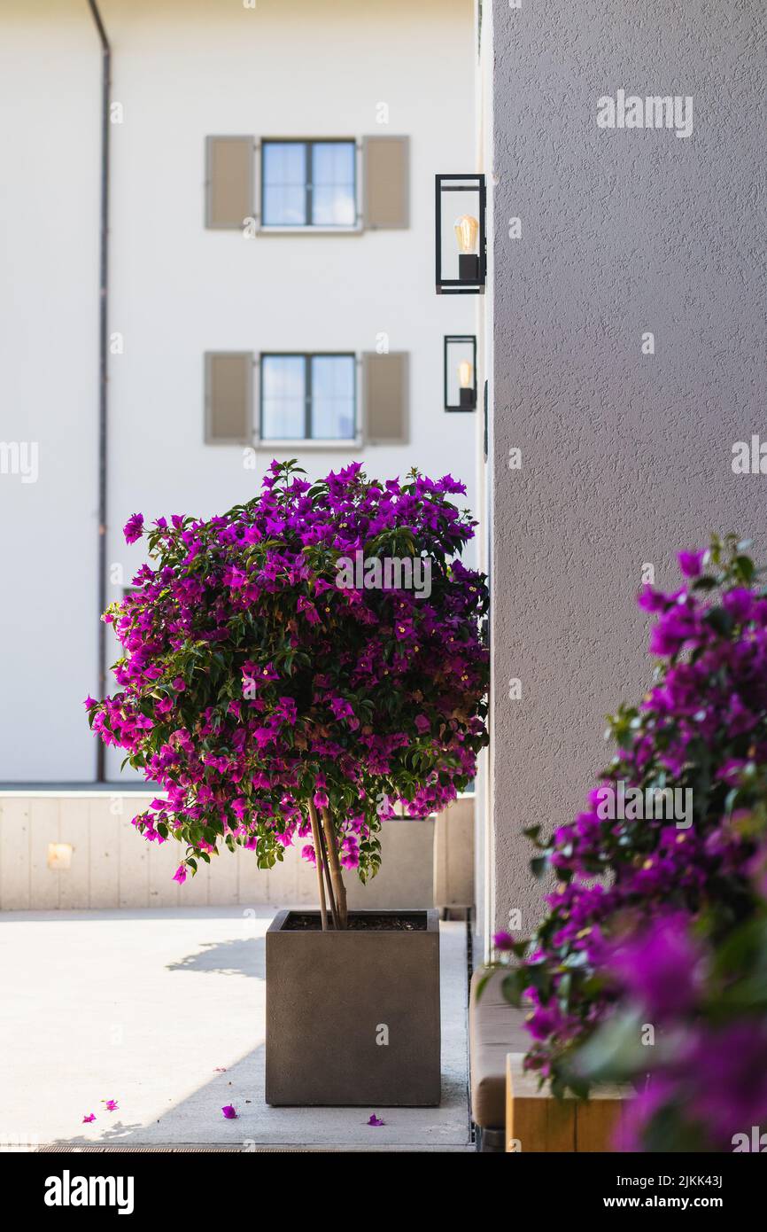 A photo of purple flowering plants in a building outdoor in Falera ...